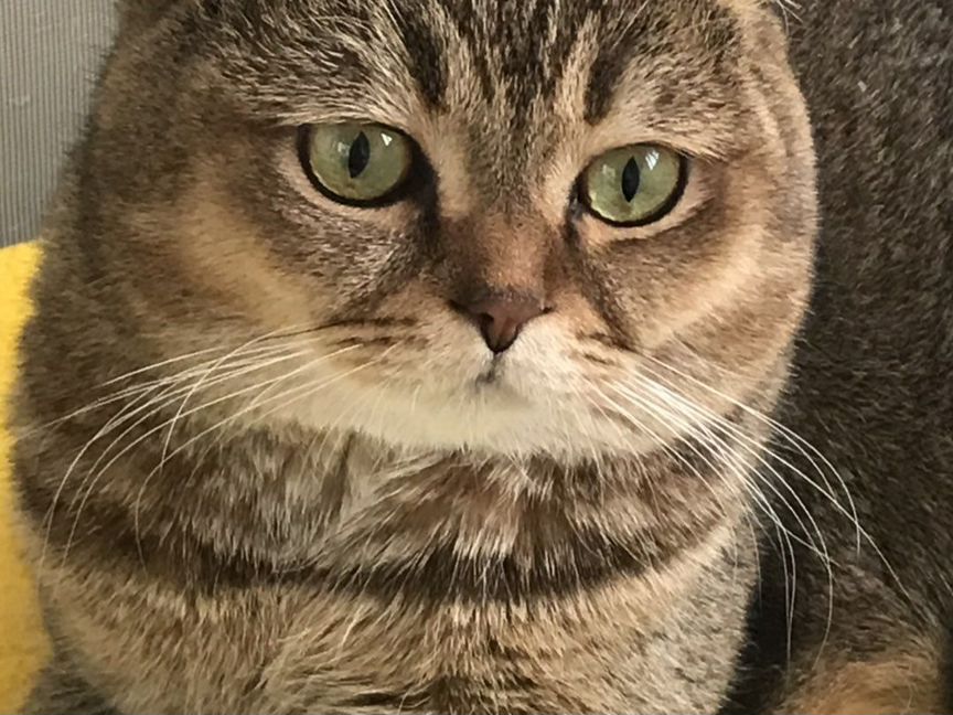 Приглашает кошек