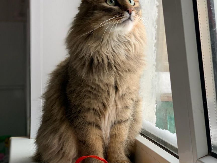 Красавчик Кузьма