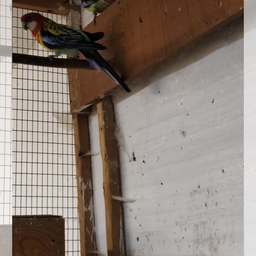 Попугай розелла пестрая