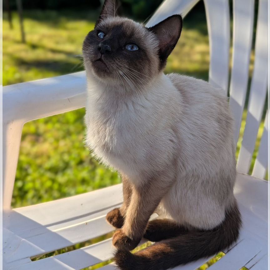 Сиамская, взрослая кошка