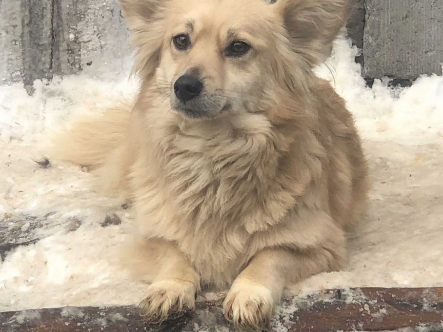 Маленький пёсик в добрые руки