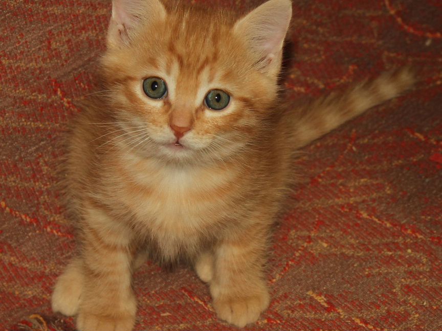 Дружная семейка котики и кошечки разных окрасов