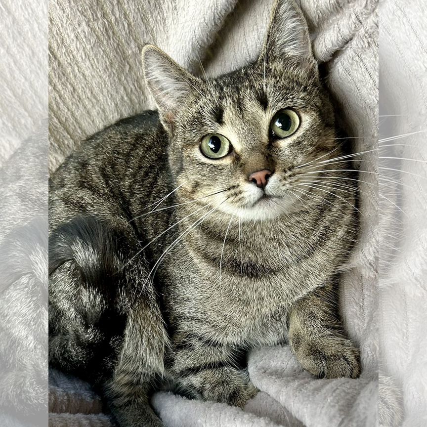 Взрослая кошка в добрые руки