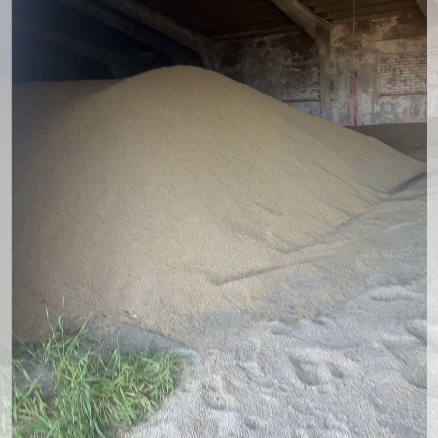 Закупаю ячмень