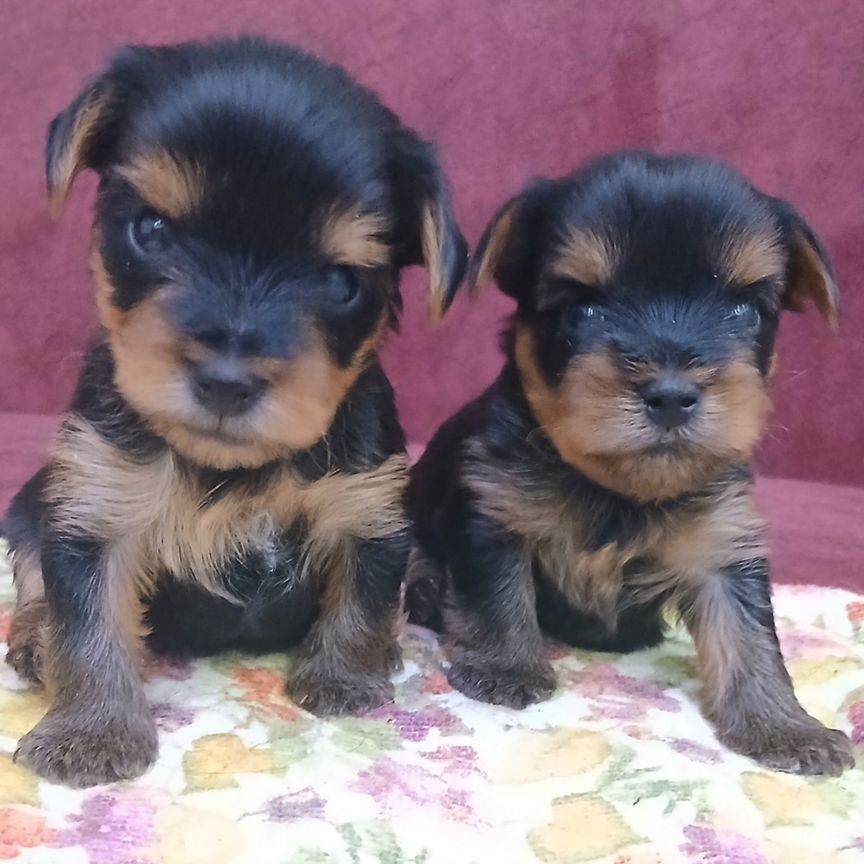 Йоркширский терьер, щенок