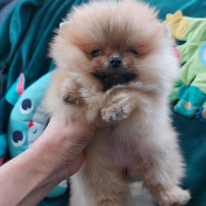 Померанский шпиц, щенок