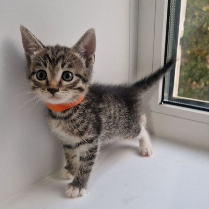 Котёнок девочка в добрые руки