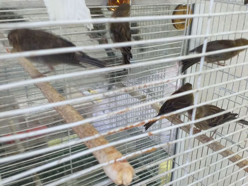 Птенцы зеленой канорейки