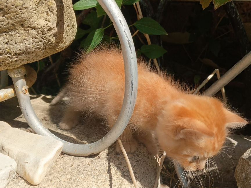 Котёнок
