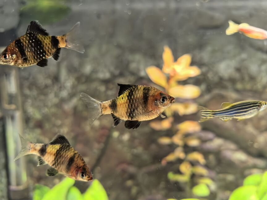 Черные барбусы