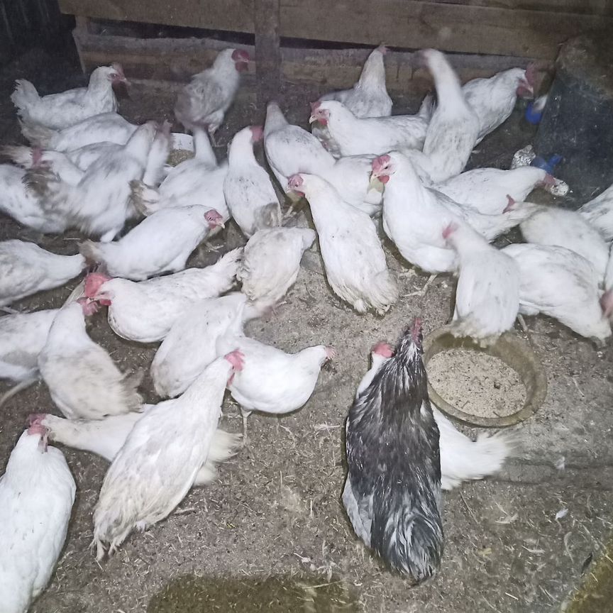 Куры 1,8 года