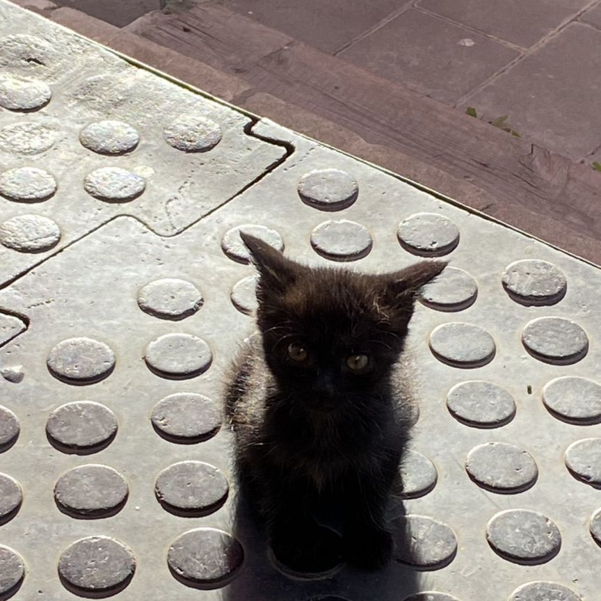 Отдам в добрые руки маленькую кошечку