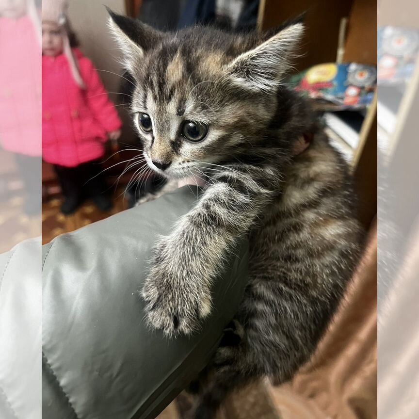 Отдам котенка в добрые руки