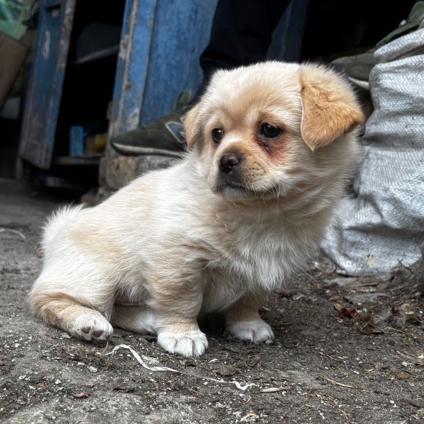 Пекинес, щенок