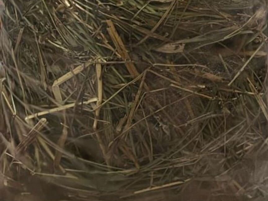 Сено луговое для грызунов