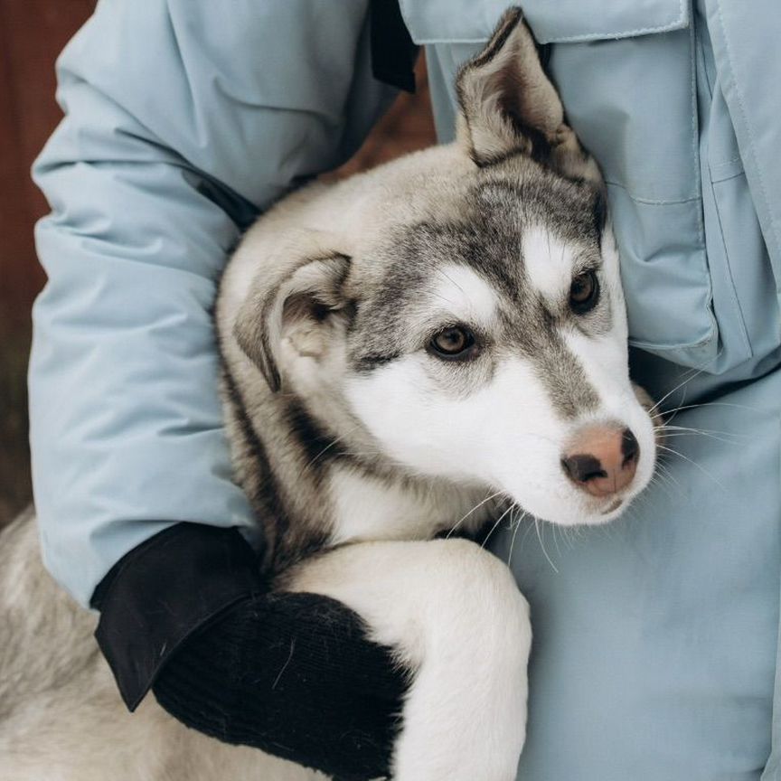 Сибирский хаски