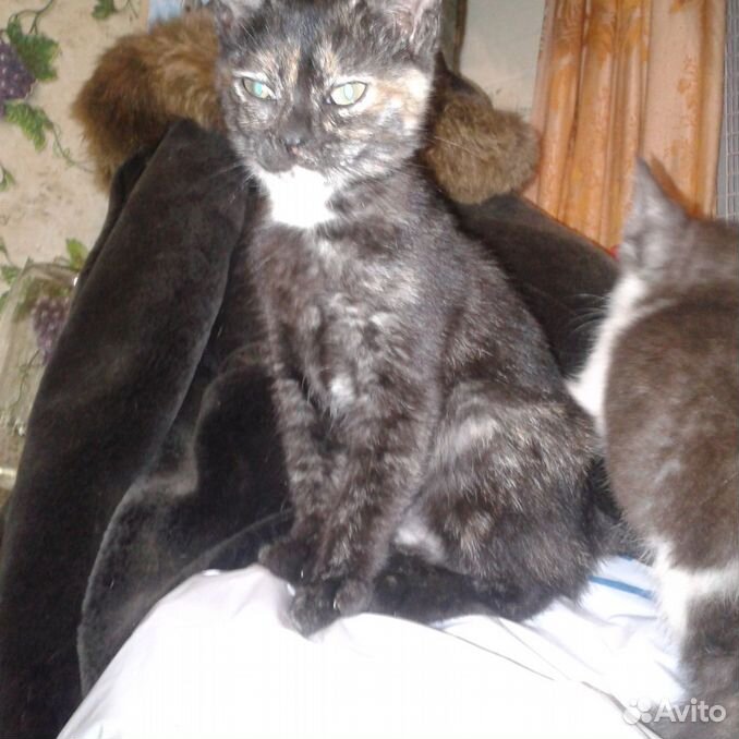 Кошечка полукровка-сиамка 3 мес. (Черепашка)