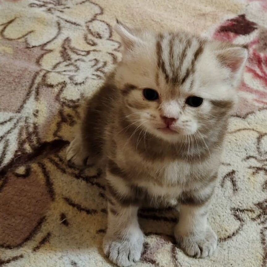 Шотландский вислоухий короткошёрстный котёнок