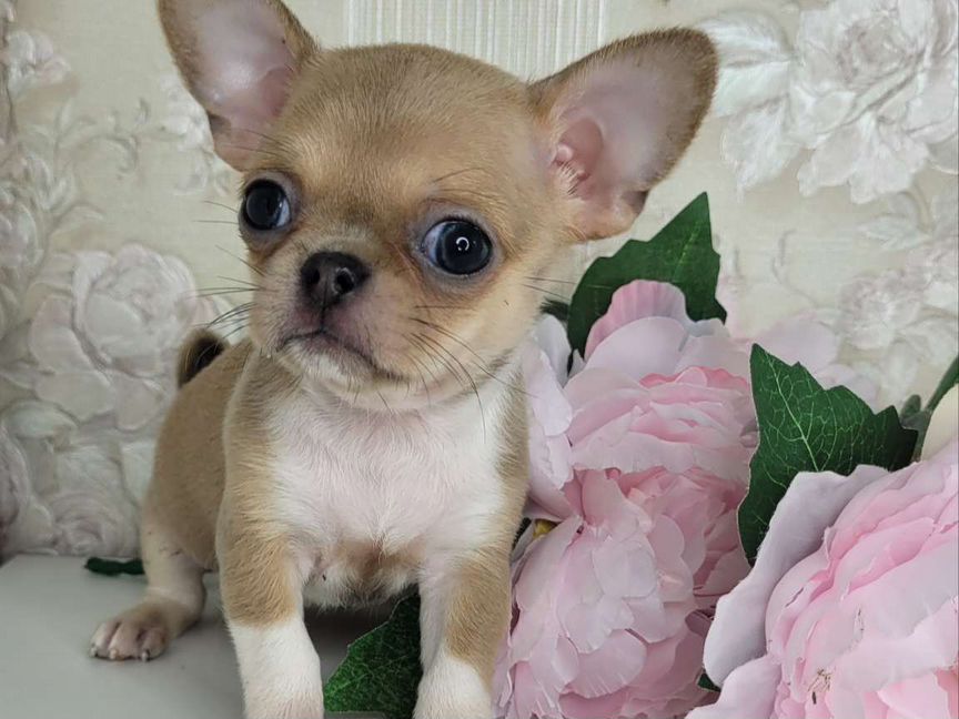 Чихуахуа девочка и мальчик
