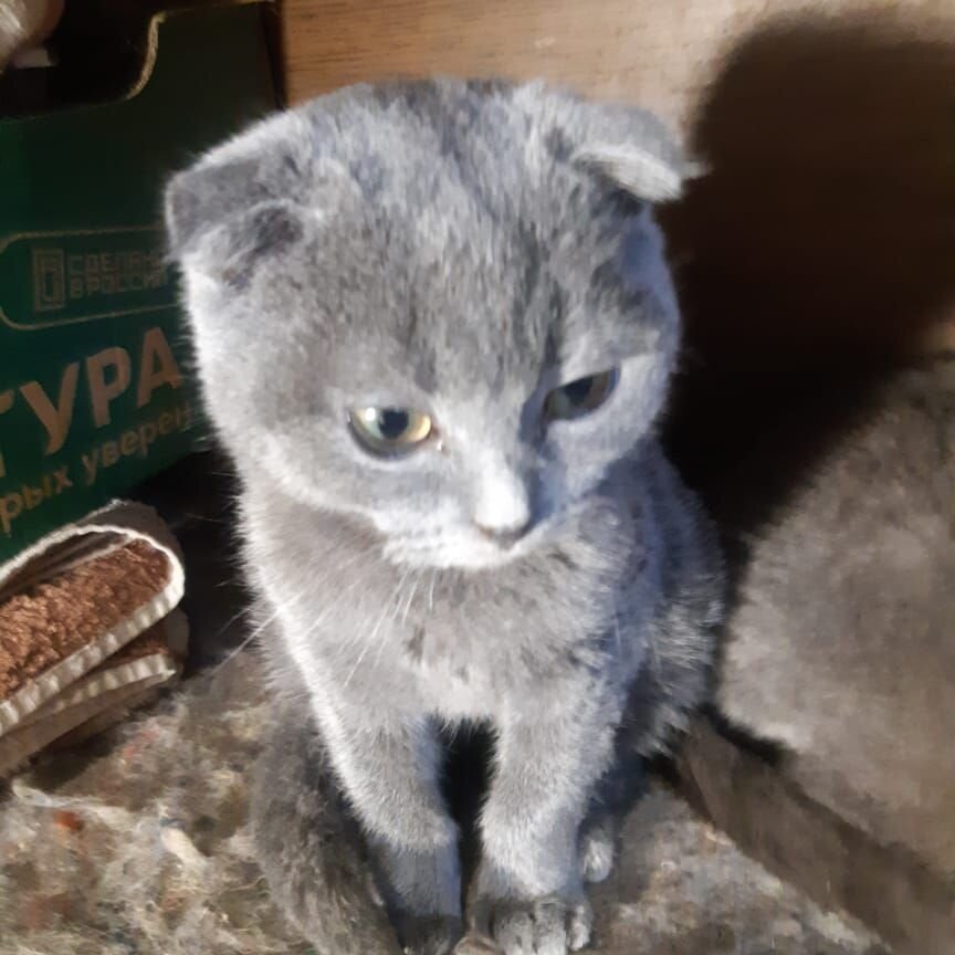 Шотландский вислоухий короткошёрстный котёнок