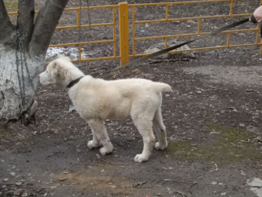 Среднеазиатская овчарка алабай щенки