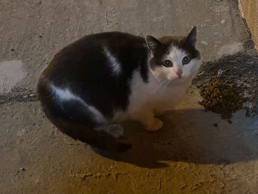 Кошечка в добрые руки