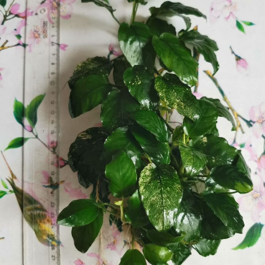 Анубиас бартери нана Пинто