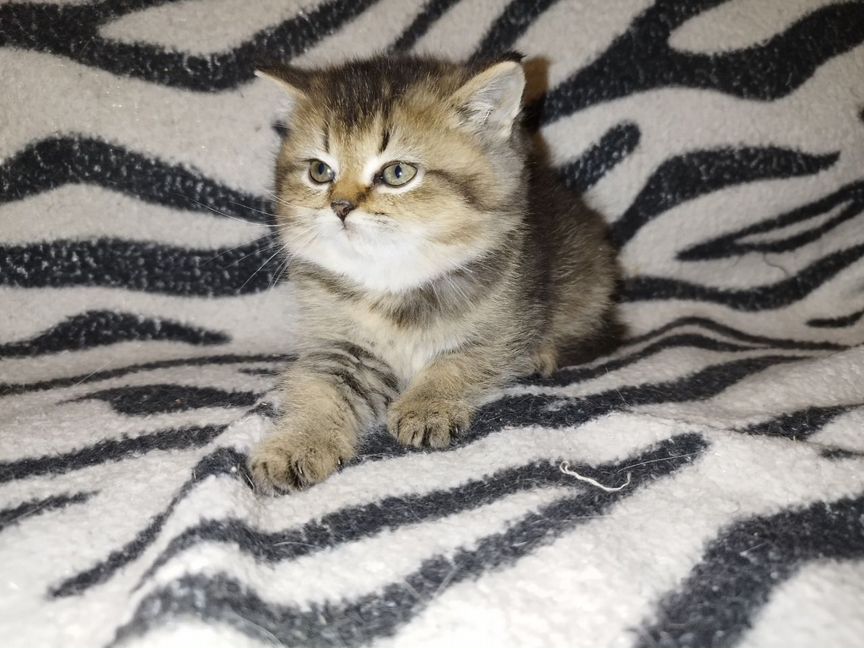 Шотландские вислоухие котята