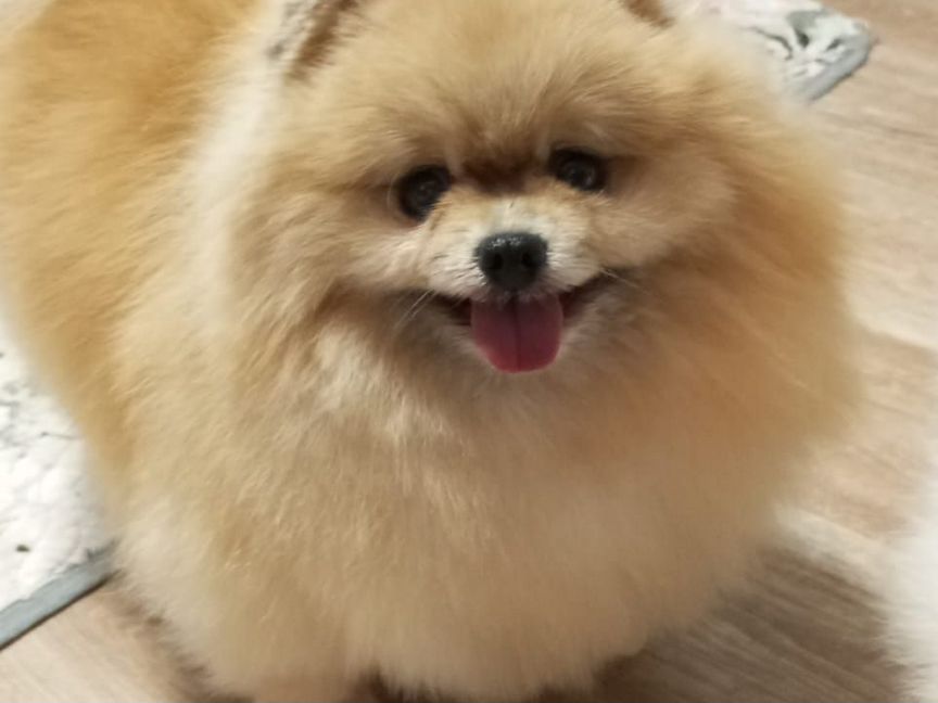 Померанский шпиц девочка