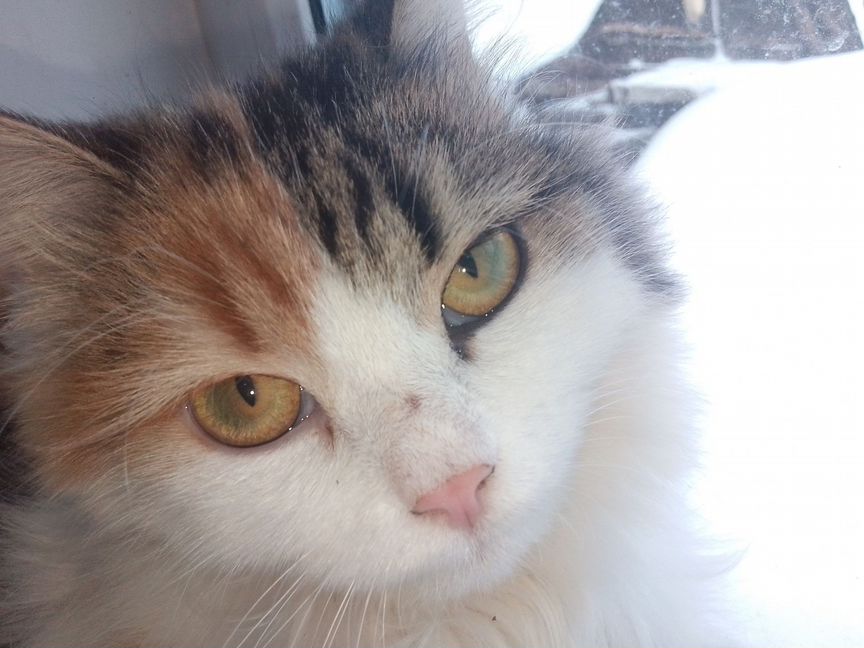 Трехцветная пушистая красотка