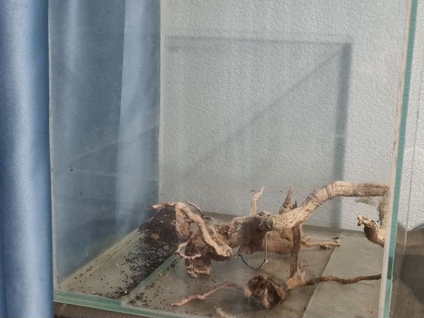 Аквариум/ террариум + коряга