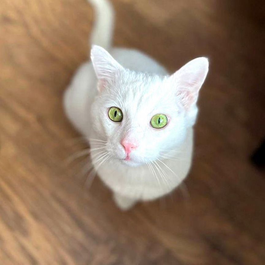 Белоснежный красавец в дар