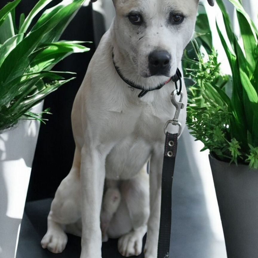 Собака в добрые руки