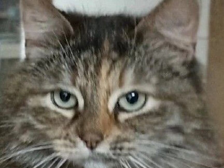 Шикарная шика