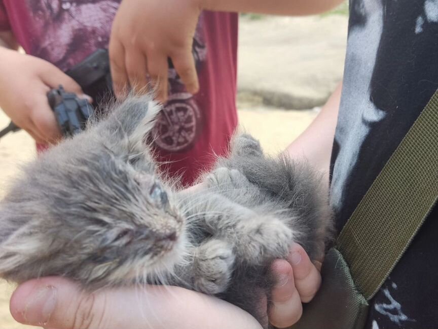 Котенок