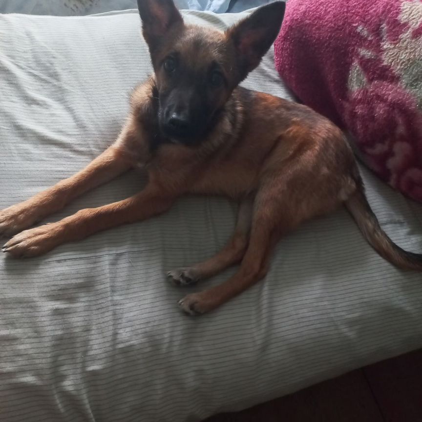 Щенок в добрые руки