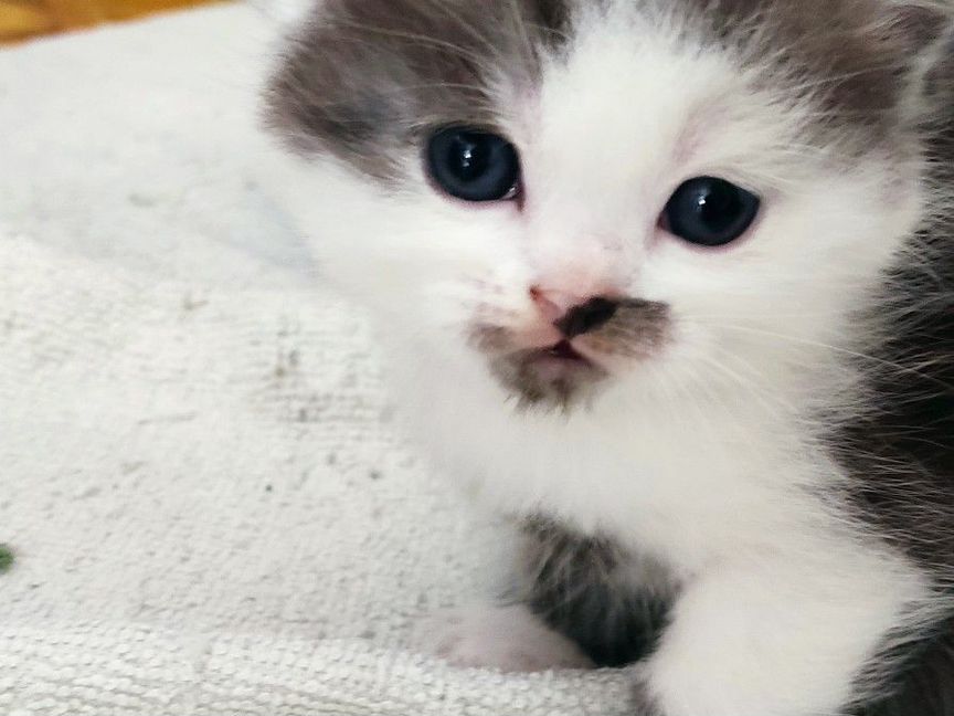 Малыши Британцы