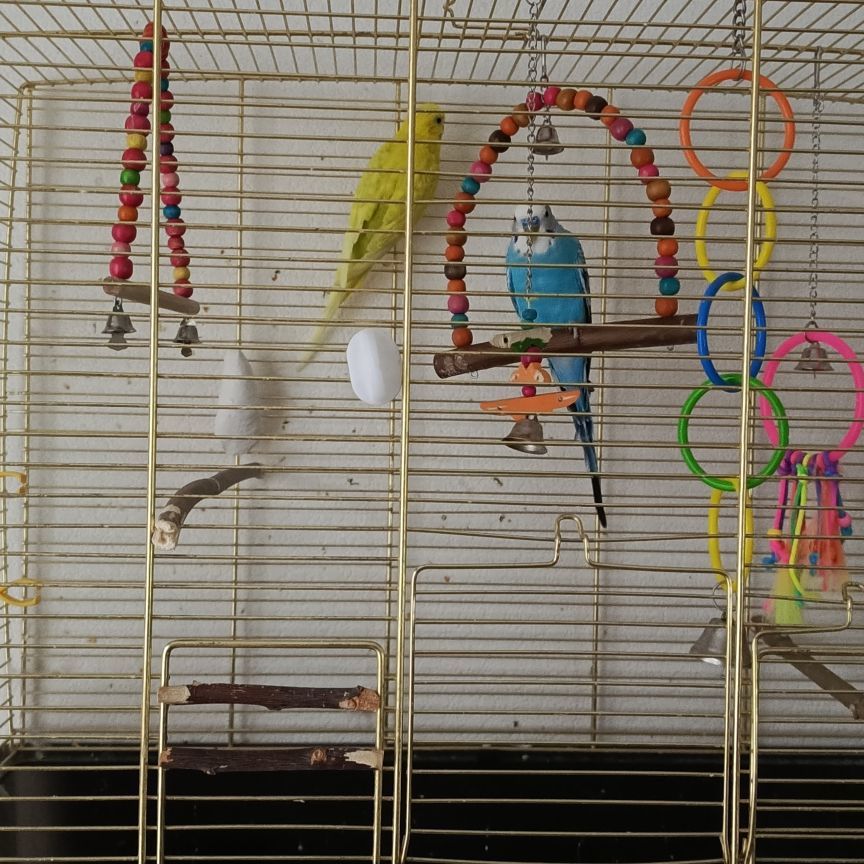 Волнистый попугай самка и самец