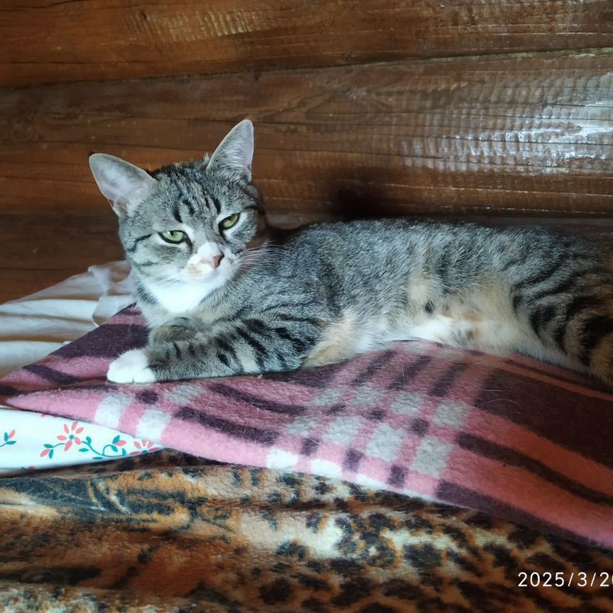 Малышка кошечка ищет дом