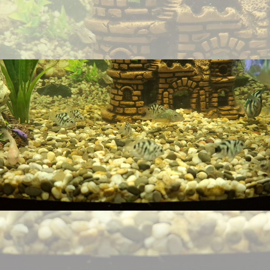 Аквариумные рыбы