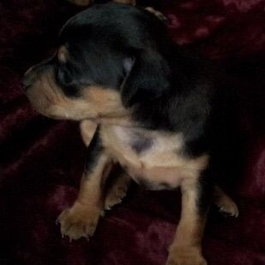 Карликовый Пинчер,щенок