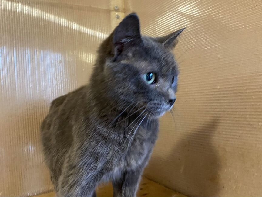 Русская голубая кошка метис