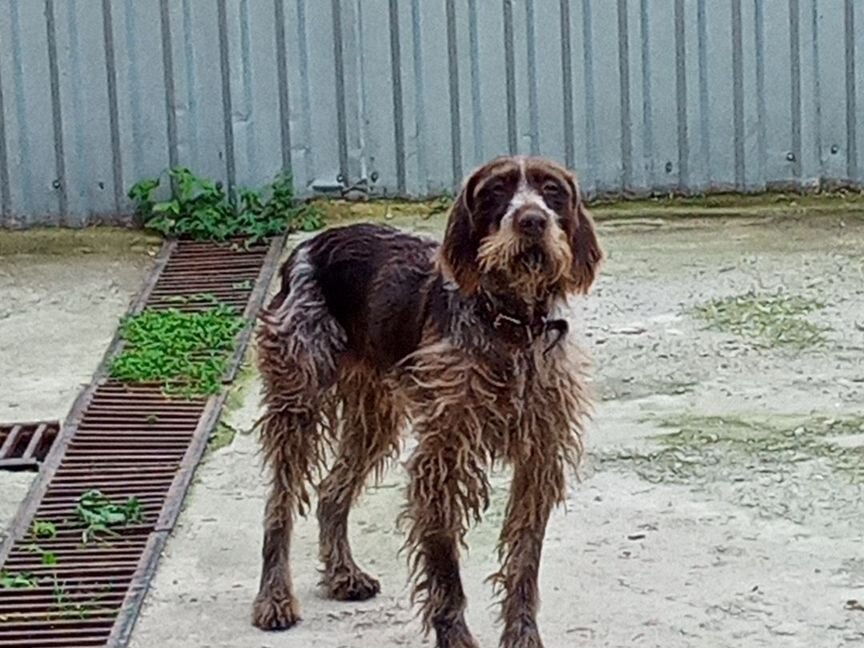 Отдам собаку породы дратхаар в хорошие руки