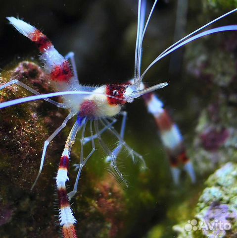 Креветка боксёр