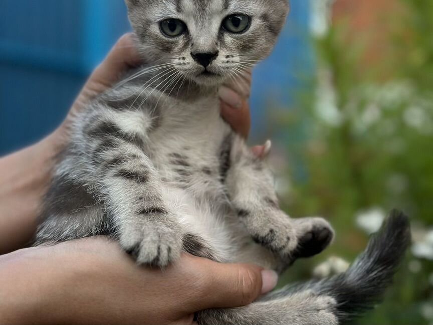 Шотландские прямоухие котята