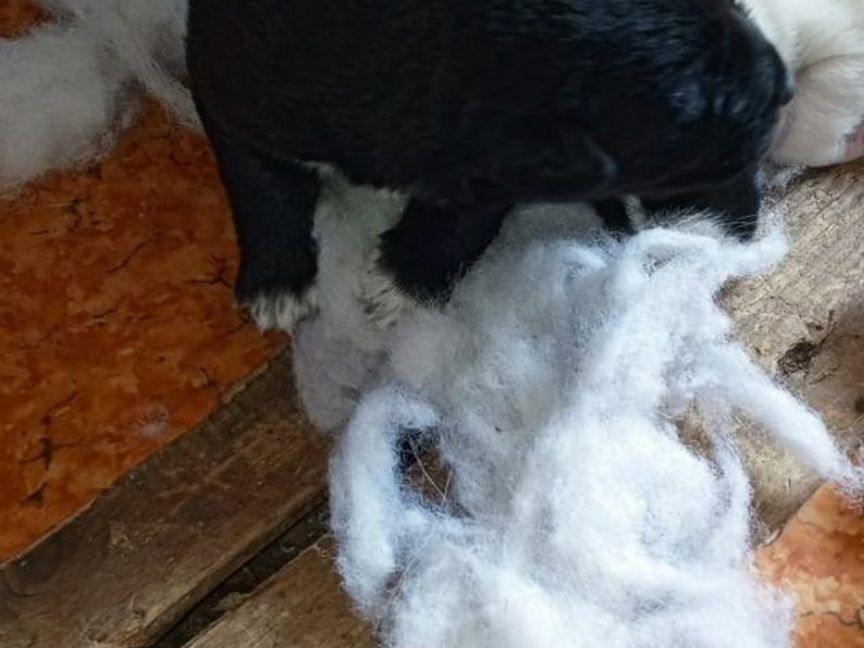 Одам щенят в добрые руки месячных щенков