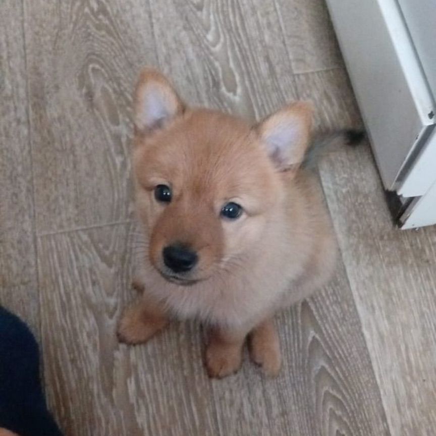 Продам щенка корелофинской лайки