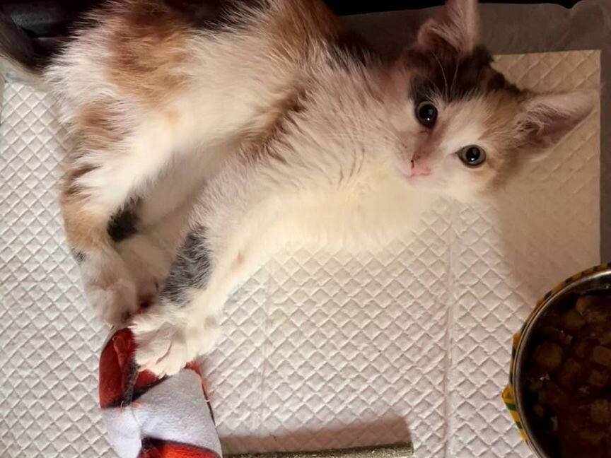 Спасенный котенок ищет дом