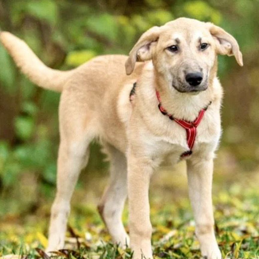 Щенок в добрые руки