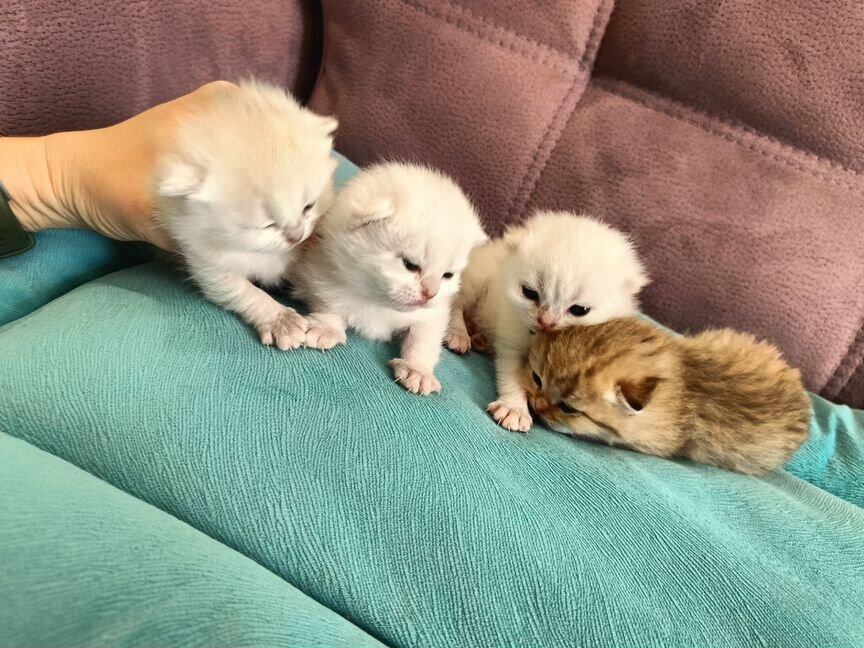 Котята шотландской золотой шиншиллы